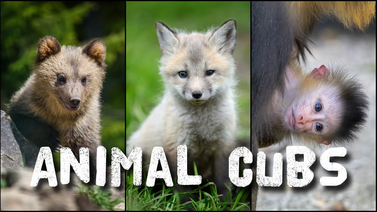 Adorable Animal Cubs 4K - YouTube