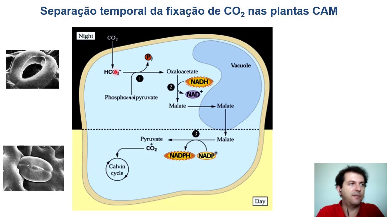Fotossintese_Plantas C4 e CAM - YouTube