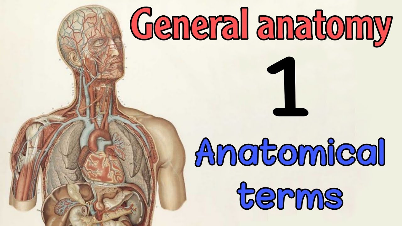 introduction to human anatomy l anatomical terms 1 - YouTube