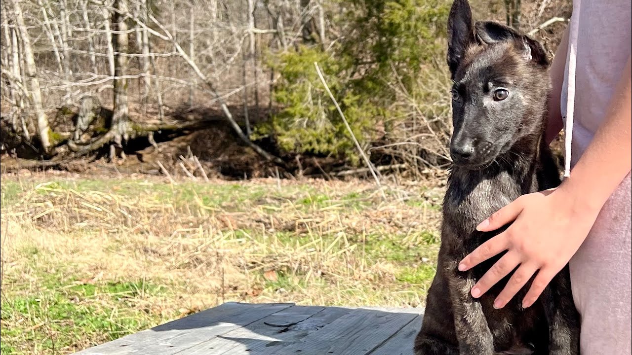 Training basic obedience with FCI working Dutch Shepherd pup Sniper ...