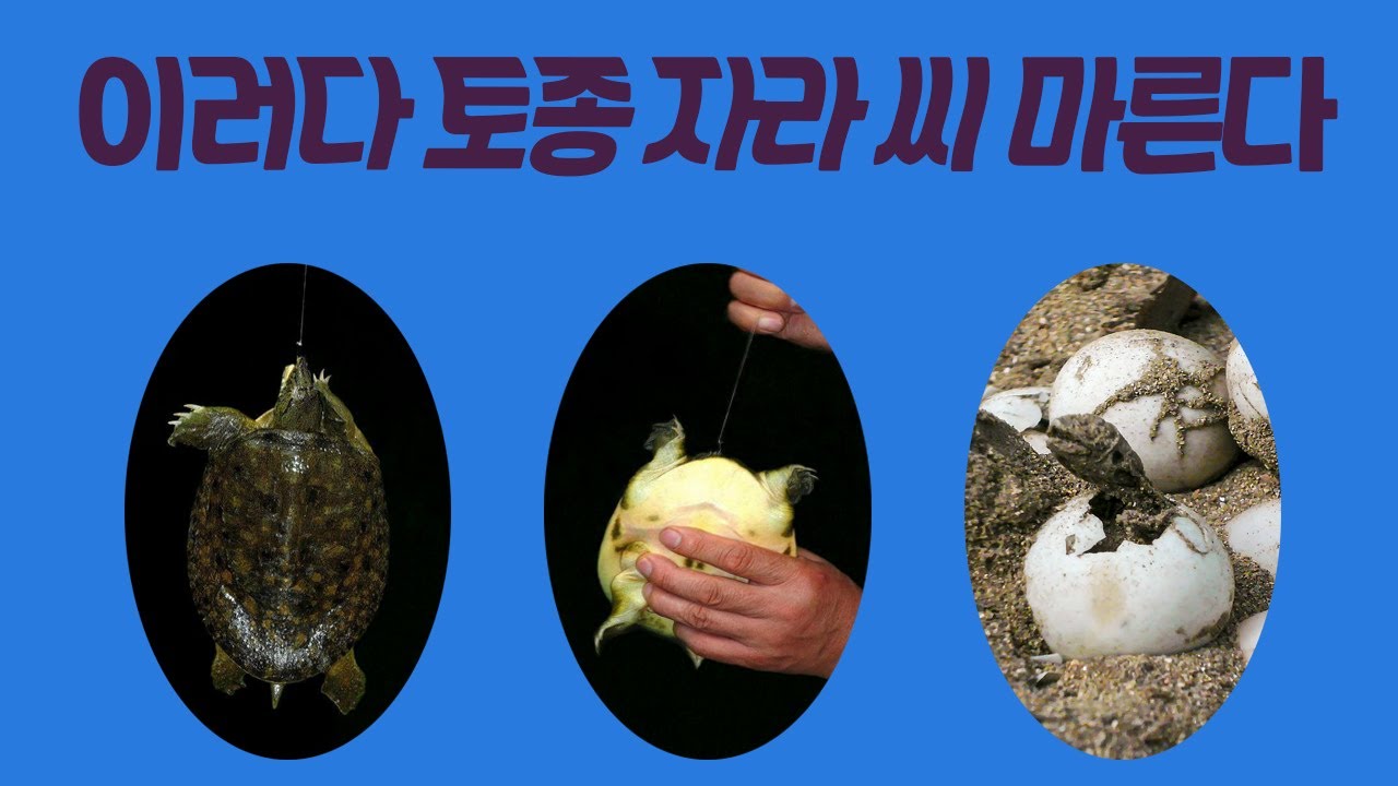 알 도둑에 주낙에...야생 자라는 여전히 수난시대/Korean softshell turtle story - YouTube