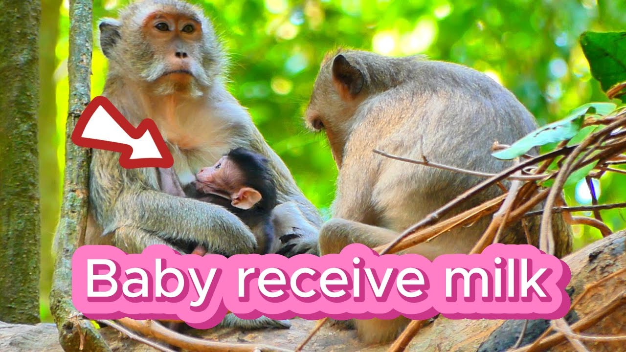 The baby monkeys receive milk from their loving mother on the tree ...