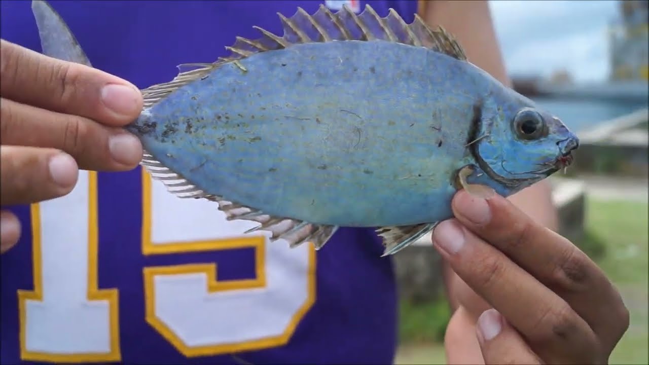 Piti port Guam Fishing Jan 2023 - YouTube