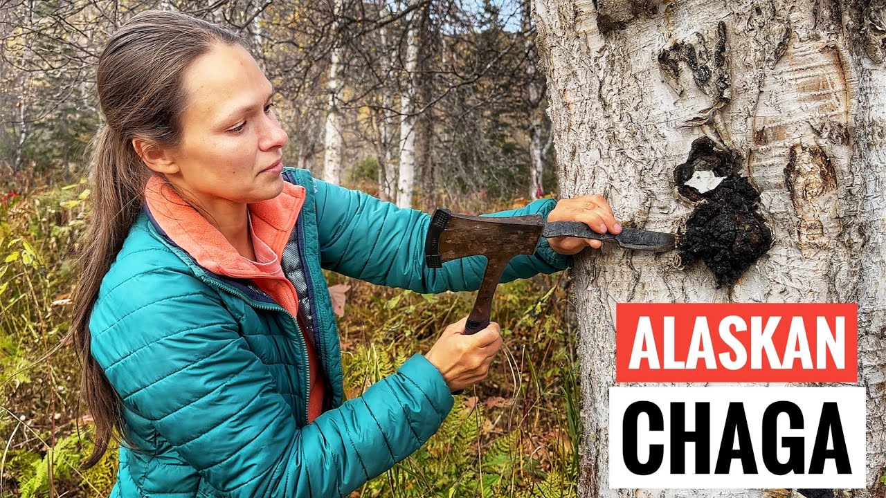 Harvesting Alaskan Chaga mushrooms - YouTube