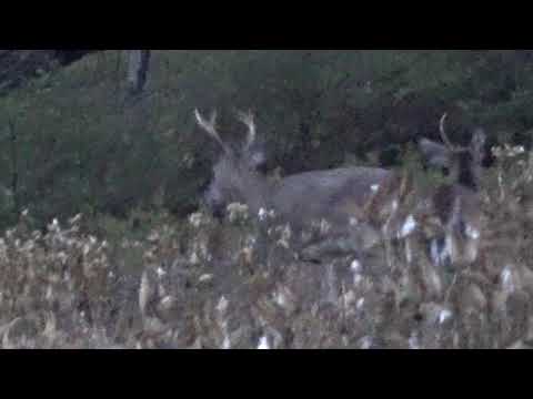 Country Folks Will Survive IN REAL LIFE - Two Small Whitetail Bucks ...