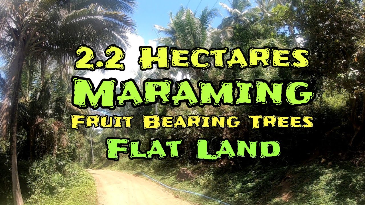 V#926 | 2.2 Hectares Maraming Fruit Bearing Trees Fatland | Sta Maria ...