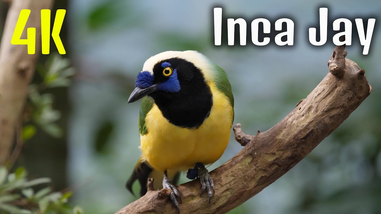 Inca Jay | Birds 4k videos | Online Zoo - YouTube