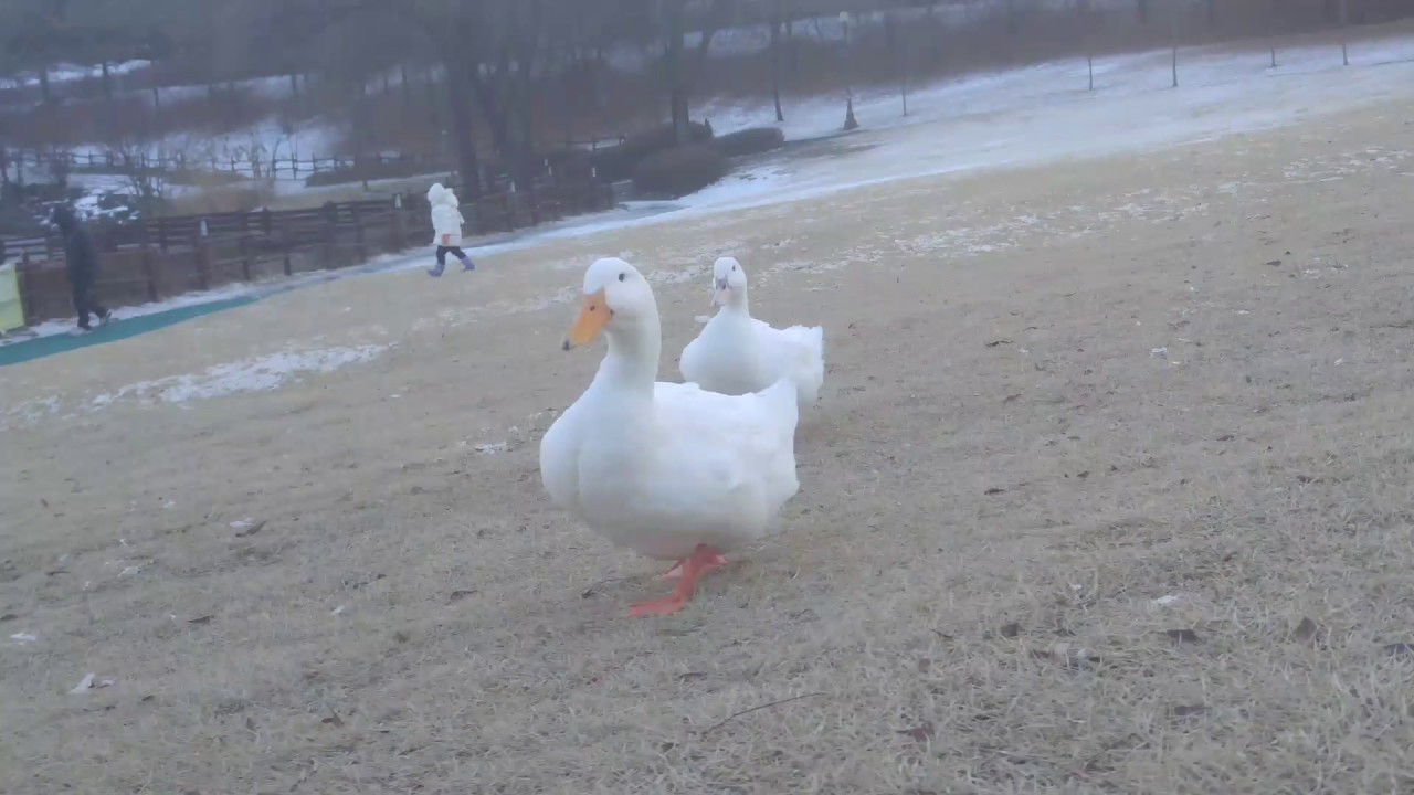 Ducks run fast on the field 20170130 164802 - YouTube