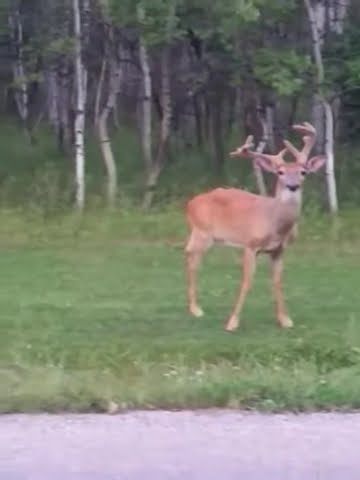 three_leg_deer.mp4 - YouTube