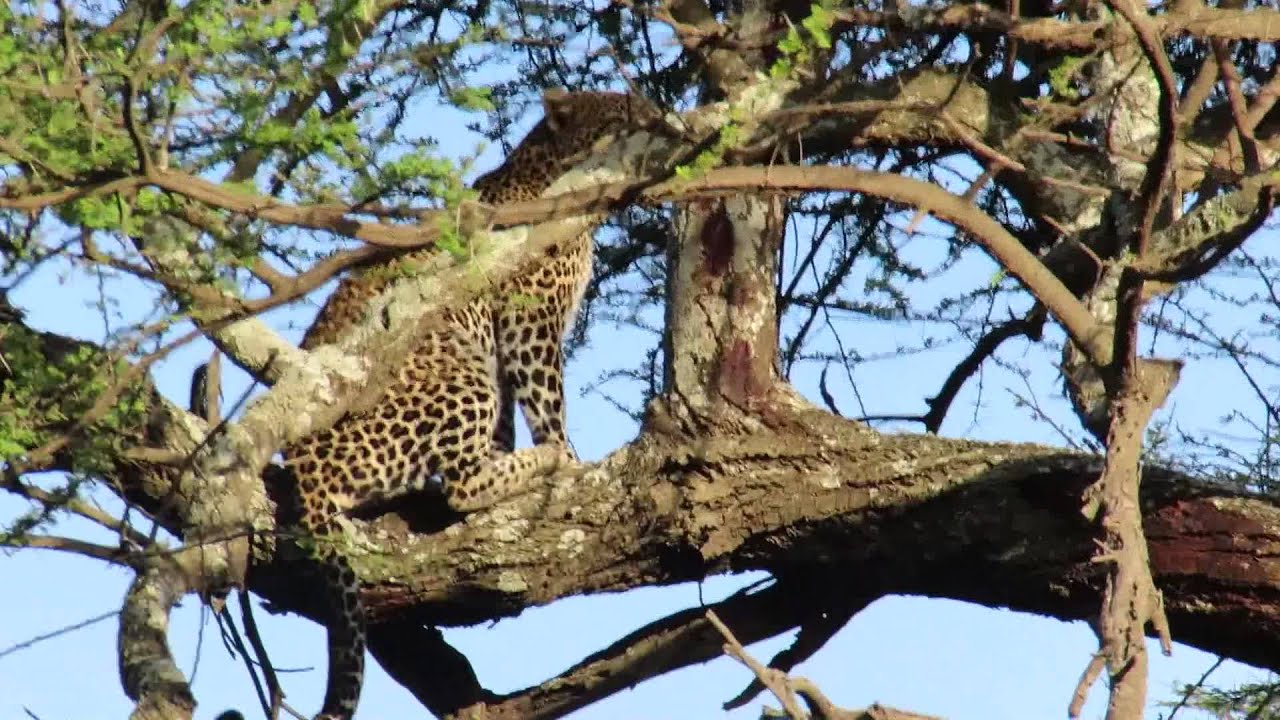 Lioness chasing a Leopard - YouTube