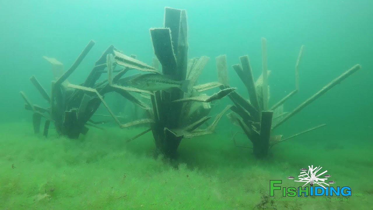 Bass hunt inside Fishiding artificial habitat time lapse under water ...