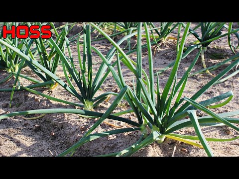 HOW TO GROW HEIRLOOM MULTIPLYING ONIONS - YouTube