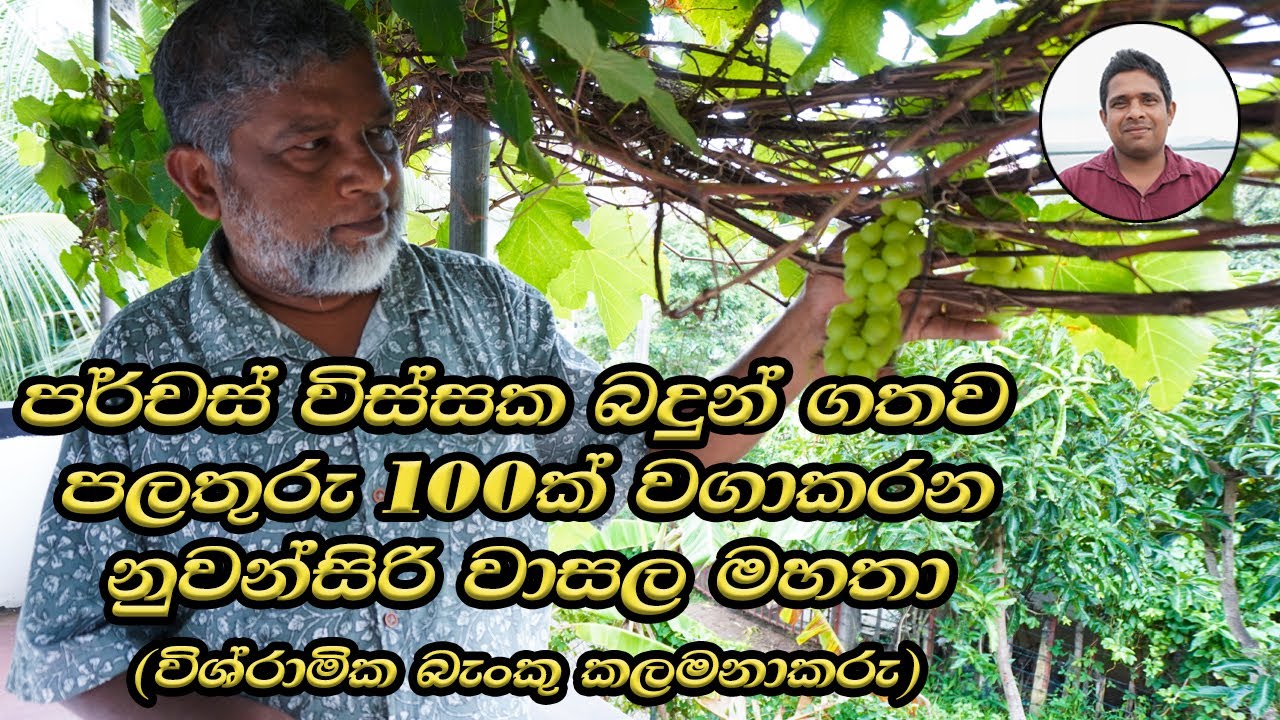 බදුන්ගත පලතුරු වගාව badungatha palathuru wagawa Fruit cultivation in ...