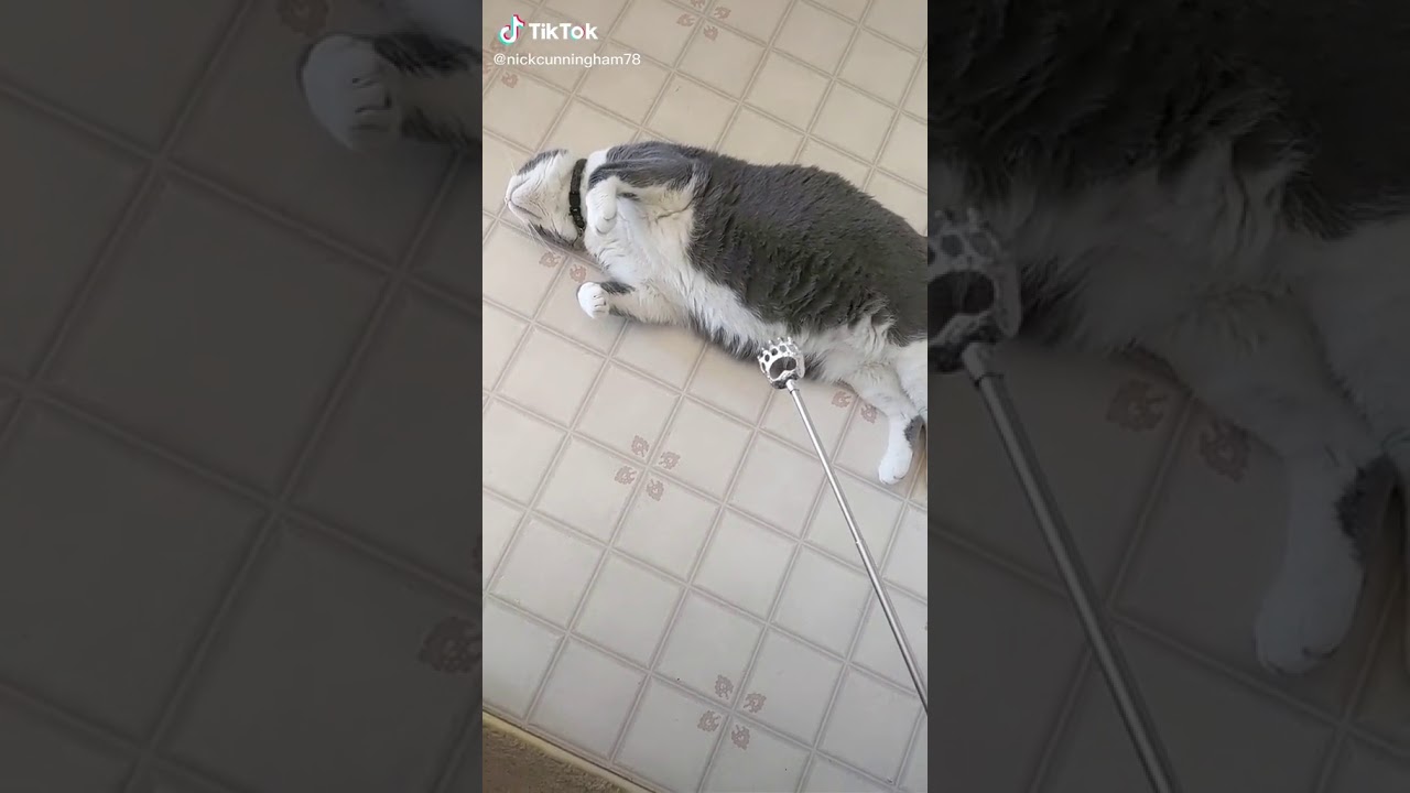 قطة 🐱المضحكة الجزء السابع Youtube