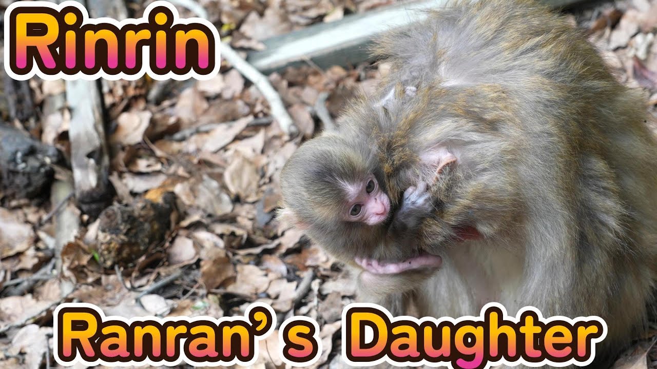【赤ちゃん・ニホンザル・4K動画】Ranran’sDaughter Rinrin Day16 元気一杯です - YouTube