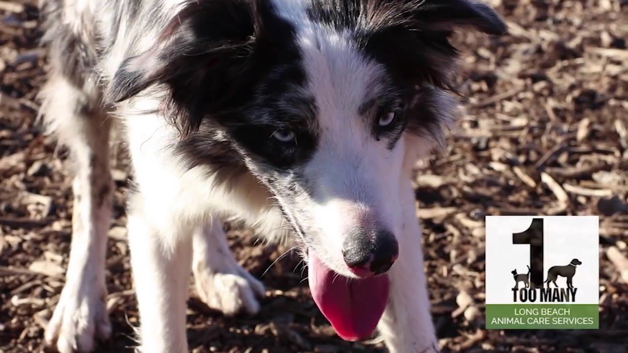 PSA Low Cost Pet Clinics YouTube psa-low-cost-pet-clinics-youtube