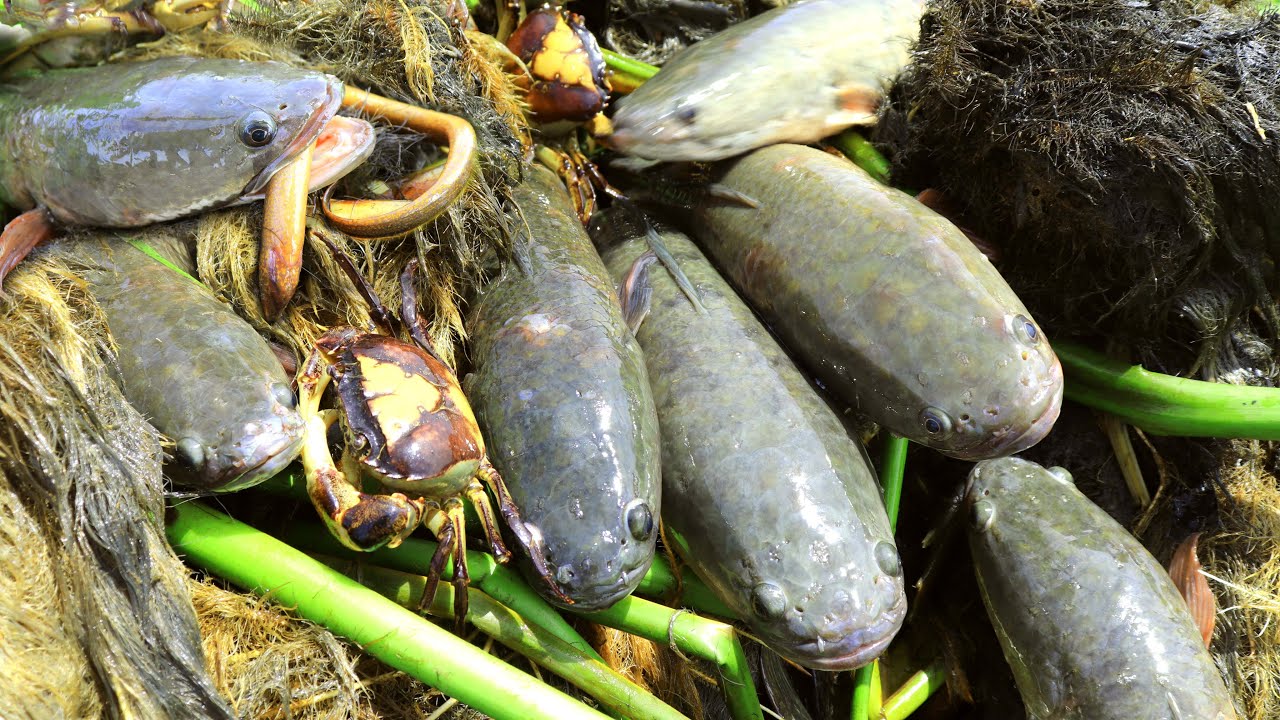 Amazing Just Pull UP Water Hyacinth Plant From Canal Founding Eel Fish ...
