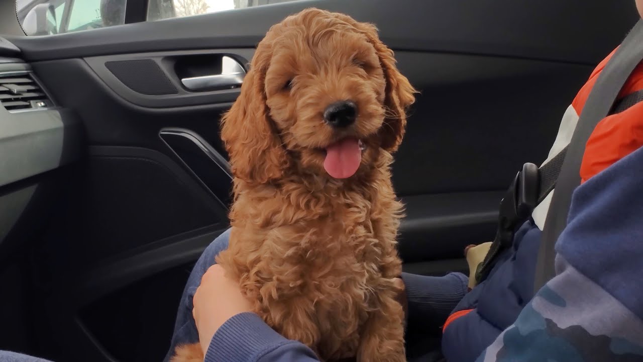 Meet Oscar: The Adorable 2-Month-Old Puppy Taking Over Hearts! 🤩 - YouTube