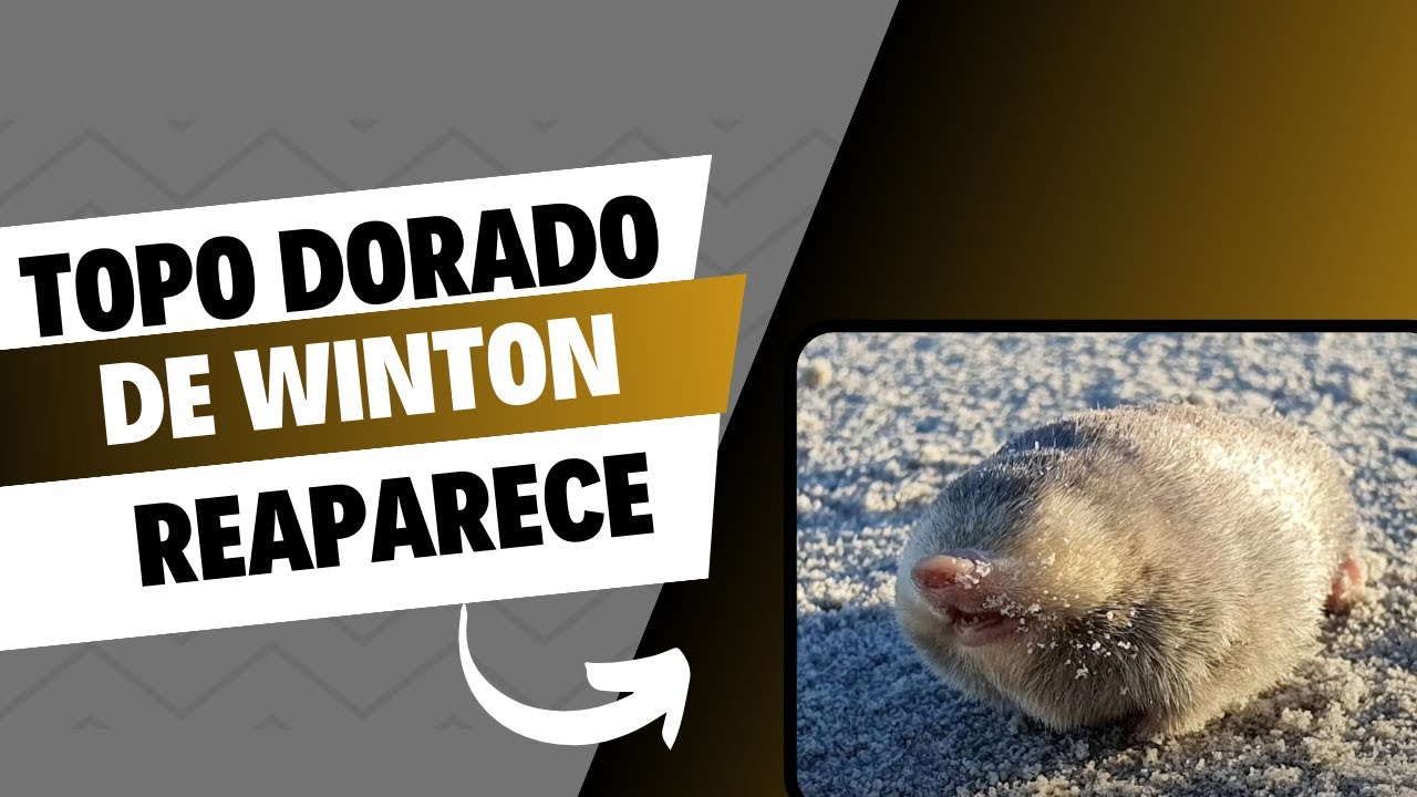 "Topo dorado de Winton reaparece" - YouTube