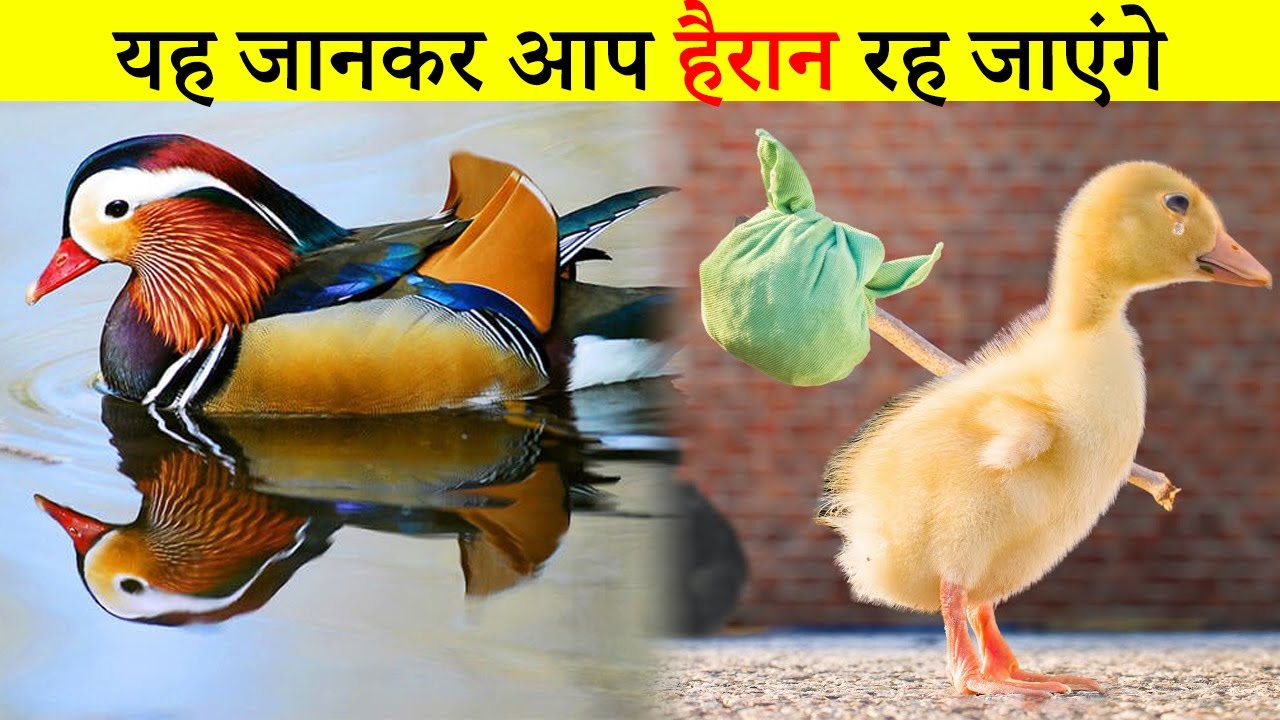 Aap yeh jan kr heran reh jaien gay | duck - YouTube
