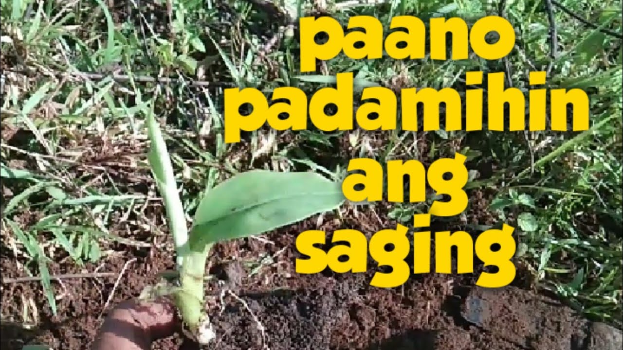 PAANO PADAMIHIN ANG PUNO NG SAGING - YouTube