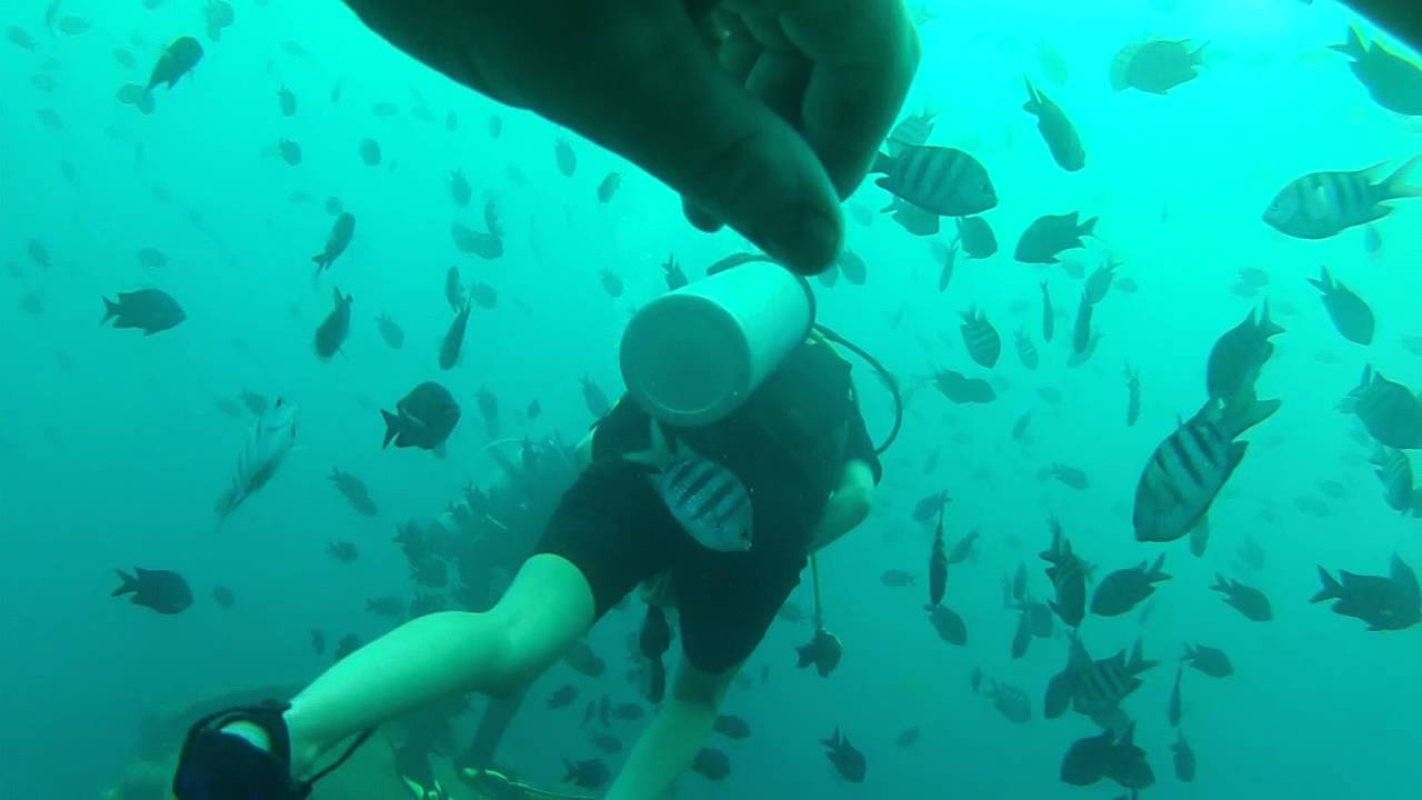 Atlantic Princess Wreck Dive, DR Part 2 - YouTube