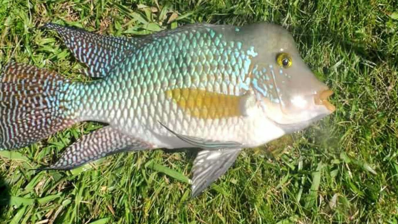 COMO PESCAR CARÁ GRANDE - Pesca de cará a moda antiga - YouTube