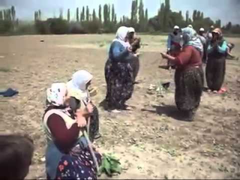 Güney Kasabası Tarlada Oynayan Kızlar..