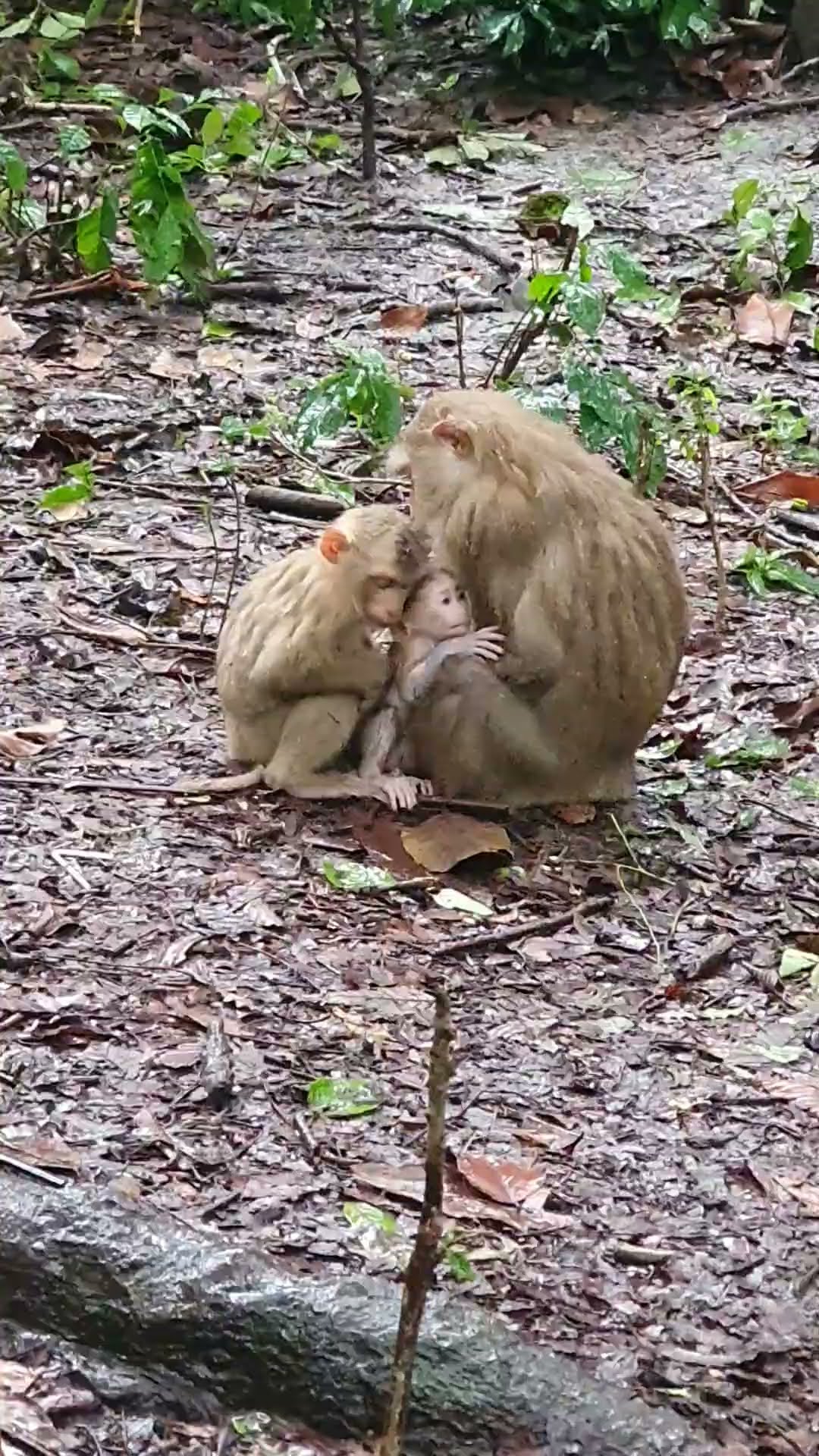 Real monkey life under the rain, Luno Lucie and Luna #monkey #babyjody ...