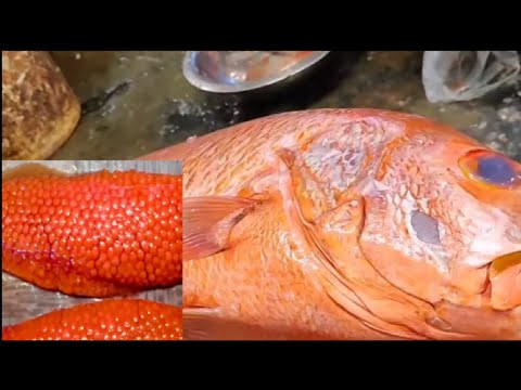 Amazing Indian Expert Cutting Red Snapper Fish& Red Eggs | Live In ...