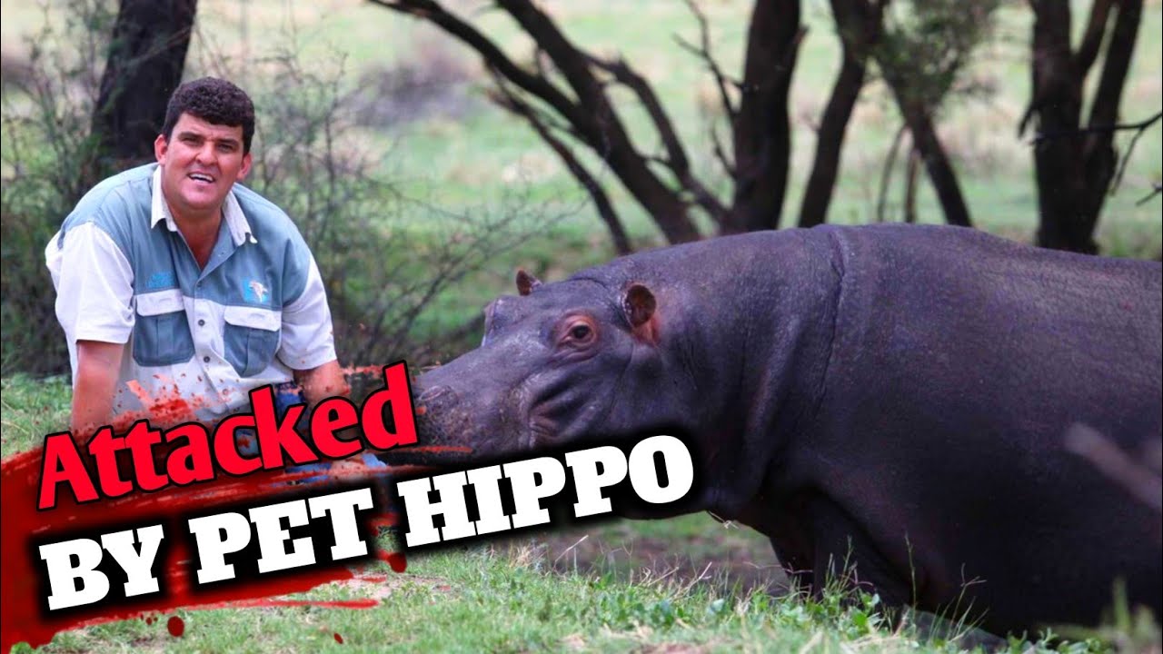 Humphrey the Hippo: The Tragic Tale of a Lost Legend - YouTube