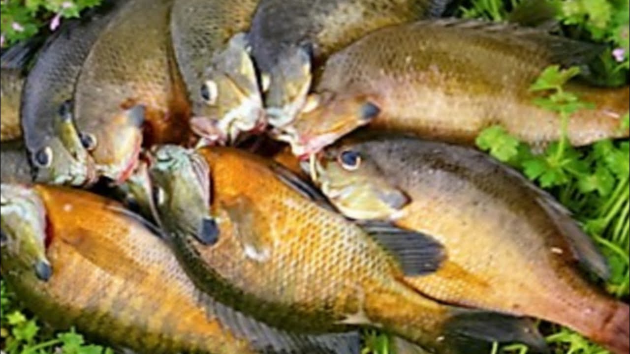 pescando mojarras con línea de mano en el rio - YouTube