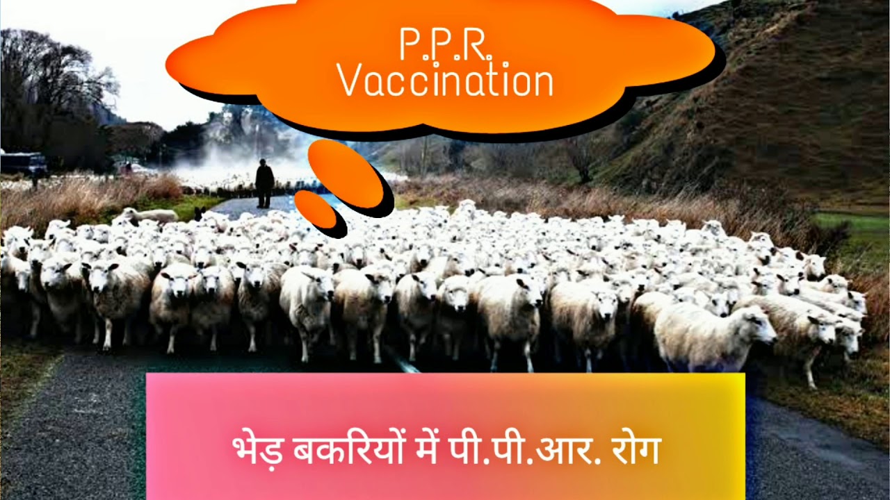 PPR Vaccination in Sheep Goats PPR disease Peste des petits ruminants ...