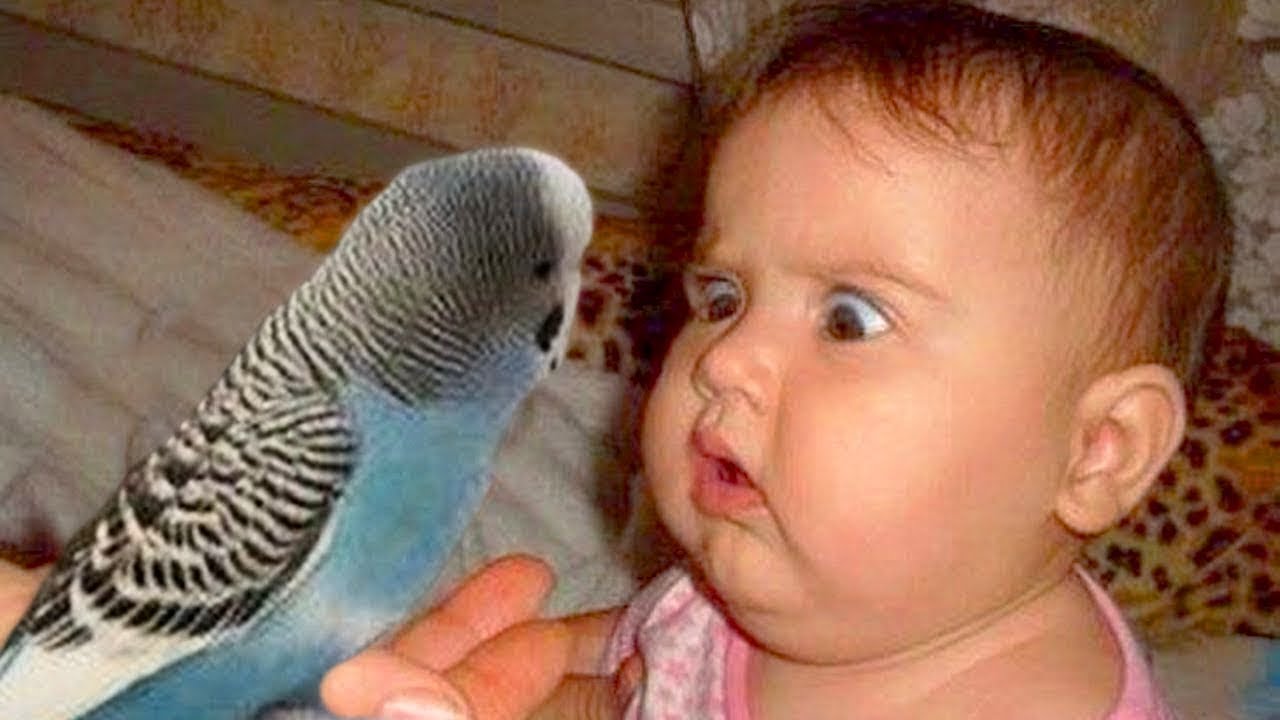 Try Not To Laugh Funniest Baby And Birds Reaction | Funny Animals ...