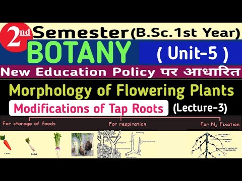 Morphology of Flowering Plants//Modification of Tap Roots ...