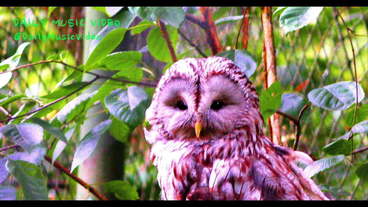 Wildlife V @DailyMusicVideo: Bring Peace To Earth and Save Wilderness ...