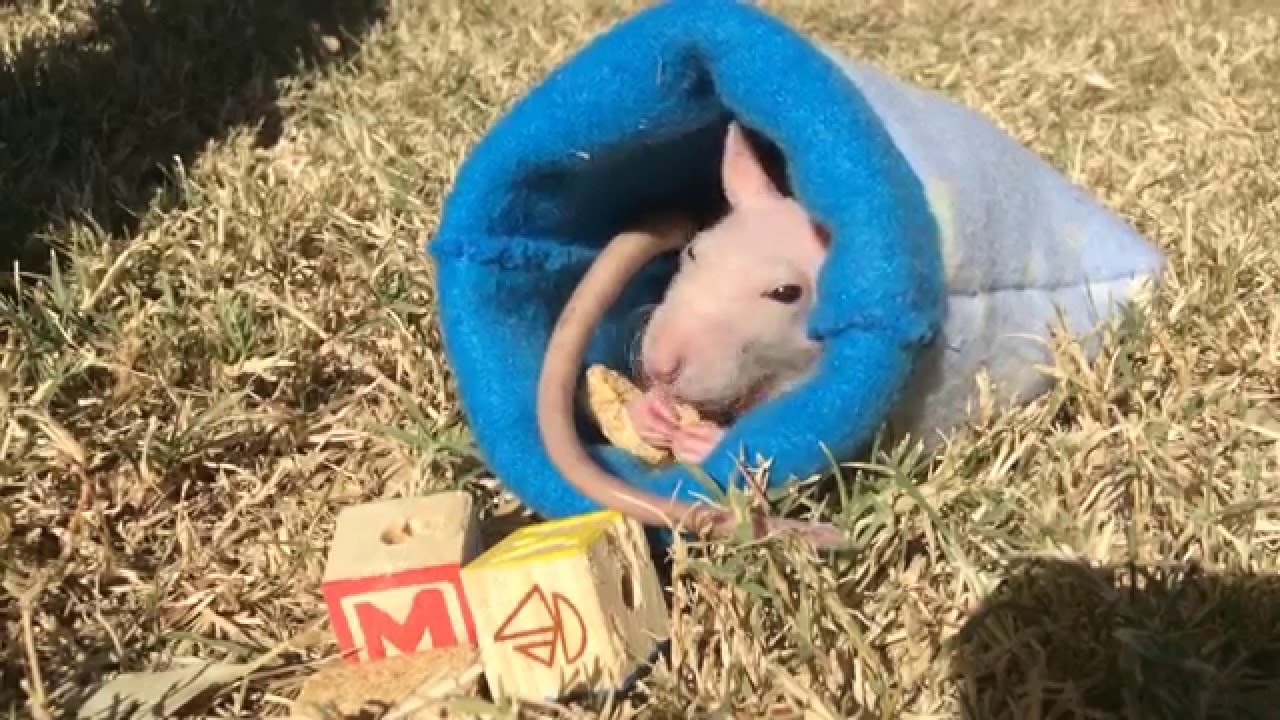 Mateo comiendo (rata egipcia mascota) - YouTube