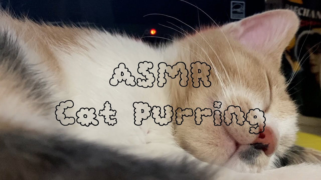 힐링되는 고양이 골골송 ASMR | Healing Cat Purring ASMR (No Talking, No Music ...