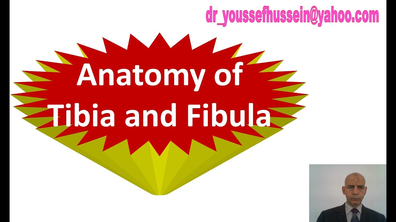 3. Tibia | Intercondylar area | Soleal line | Vertical line | Fibula ...