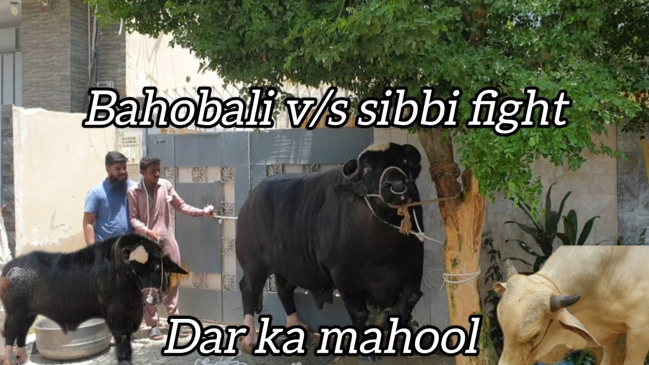 bahobali vs sibbi - YouTube