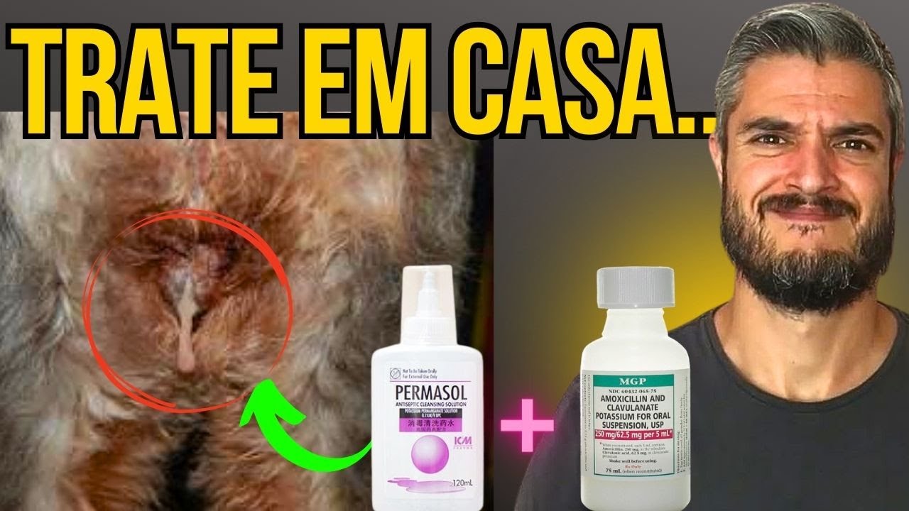 CADELA COM SECREÇÃO VAGINAL VERDE OU BRANCA COMO CURAR E SALVAR CADELA ...