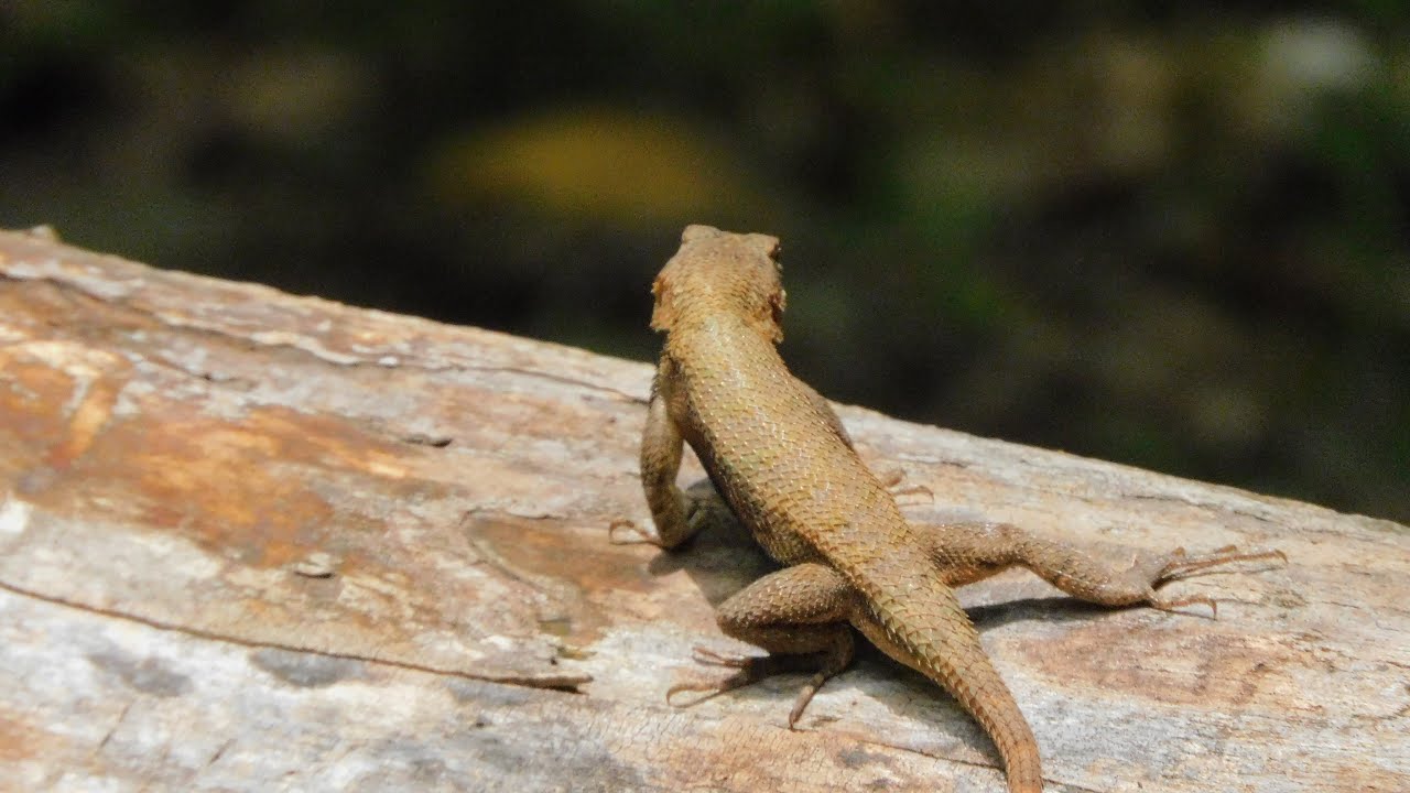 Lizard Time Machine - YouTube