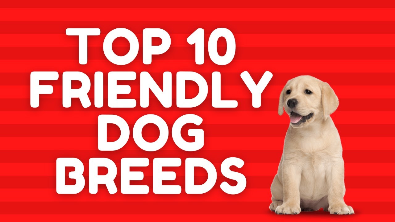 TOP 10 FRIENDLY DOG BREEDS - YouTube