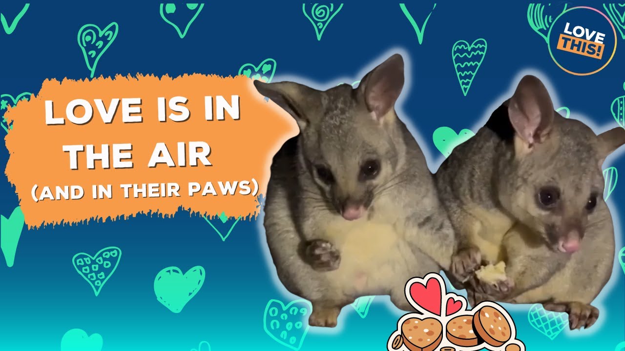 Adorable possums share a meal and their love for each other 🥰 ️ | LOVE ...