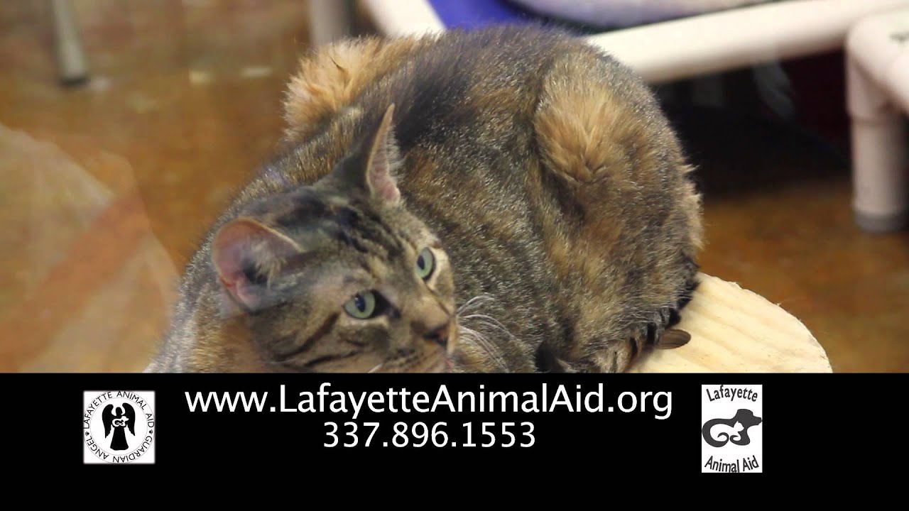 Lafayette Animal Aid PSA with Dylan Walsh - YouTube