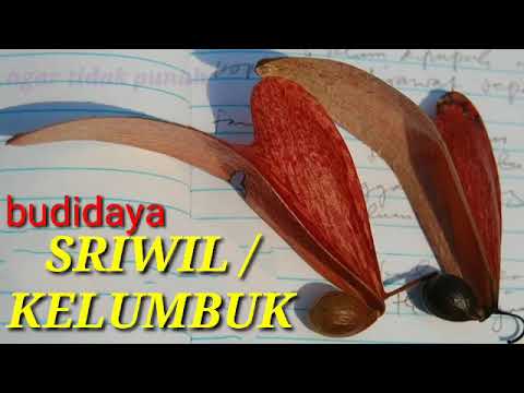 sriwil / kelumbuk / siwil kutil | melestarikan pohon sriwil, review ...