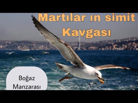 BOĞAZ’ DA MARTILAR ‘ IN SİMİT ŞAVAŞI