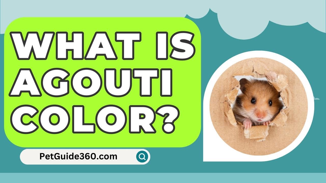 What Is Agouti Color? - PetGuide360.com - YouTube