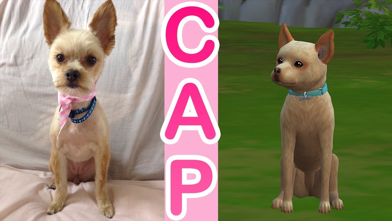 CREATING MY REAL LIFE PET // YORKSHIRE TERRIER MIX | The Sims 4: Cats ...