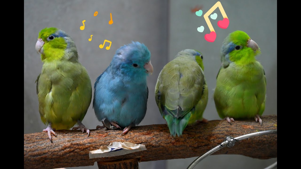 Cute Parrots Chirping & Playing on Bird Stand ️ #parrot #cute #chirping ...